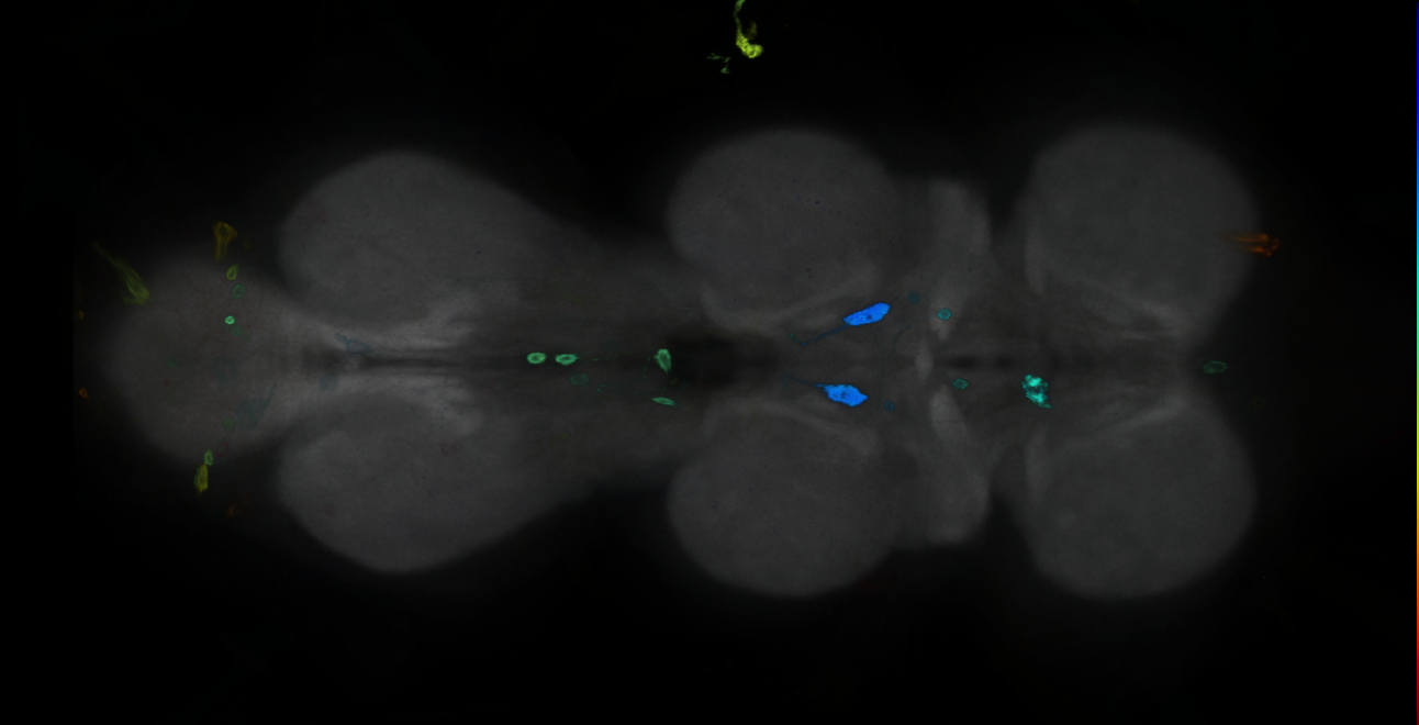 JRC_R24A10_GAL4_VNC_20090408 [VFB_00100dco] | Virtual Fly Brain