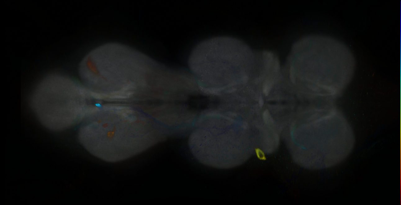 JRC_R28D12_GAL4_VNC_20081105 [VFB_00100dmt] | Virtual Fly Brain