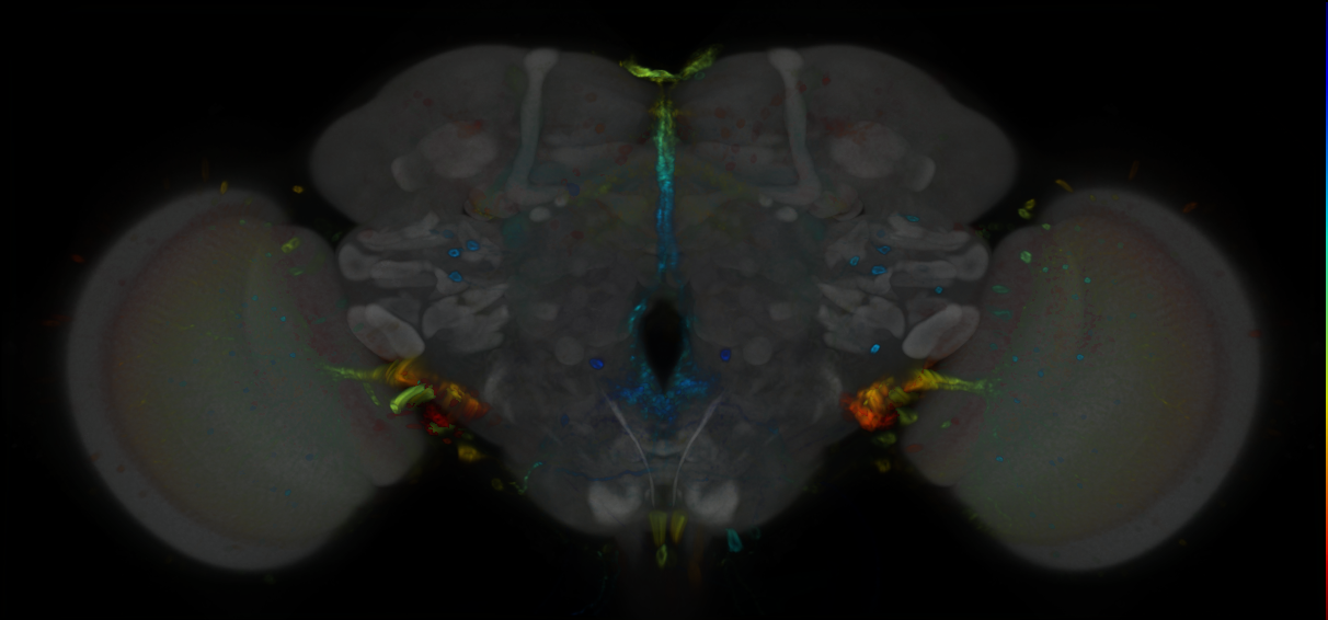 P{GMR34C07-GAL4} expression pattern [VFBexp_FBtp0059495] | Virtual Fly Brain