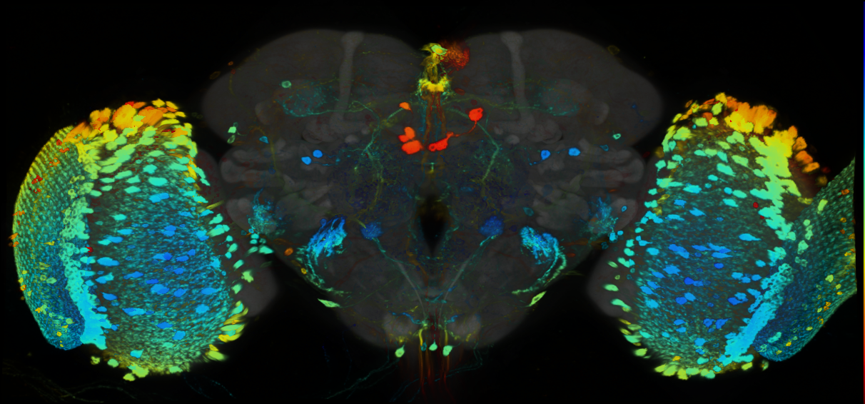 P{GMR53A05-GAL4} expression pattern [VFBexp_FBtp0061110] | Virtual Fly Brain