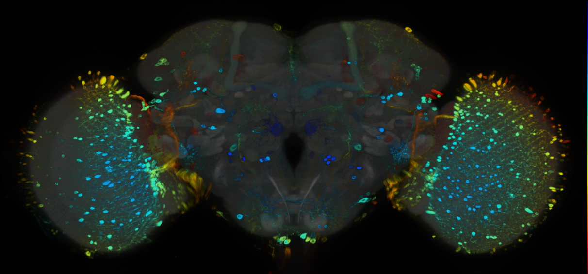 P{GMR92F04-GAL4} expression pattern [VFBexp_FBtp0064079] | Virtual Fly Brain