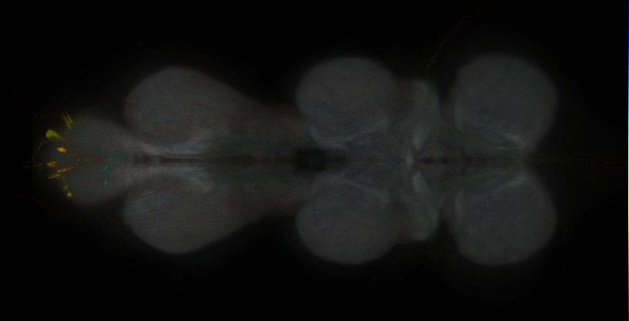 JRC_MB042B_VNC_2020__2 [VFB_00104349] | Virtual Fly Brain