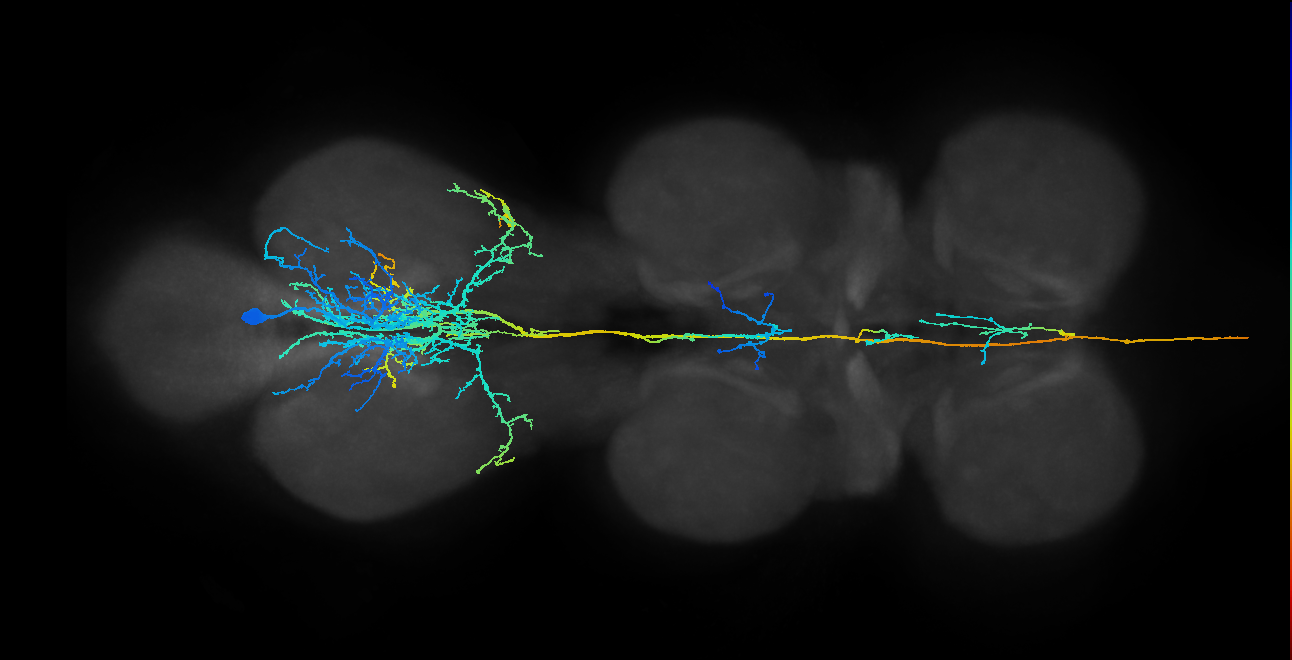 AN05A002_T3_R (MANC:11816) [VFB_jrcv0948] | Virtual Fly Brain
