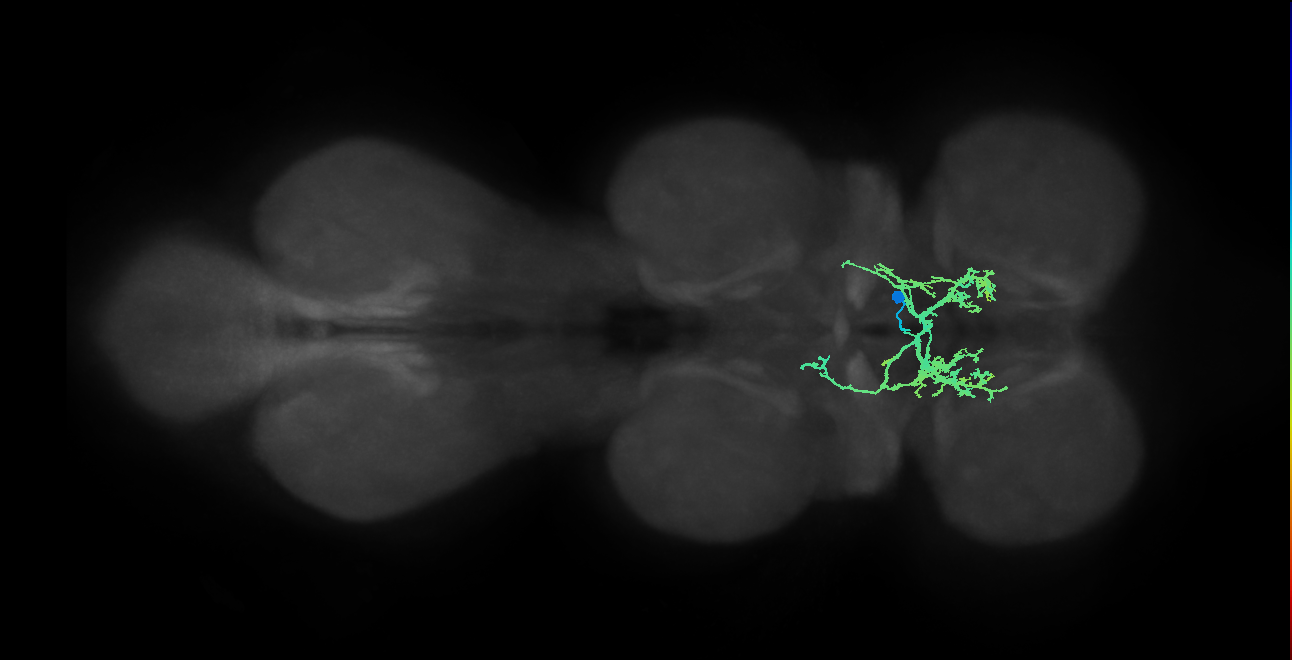 IN00A049_T1_M (MANC:23113) [VFB_jrcv0hu1] | Virtual Fly Brain