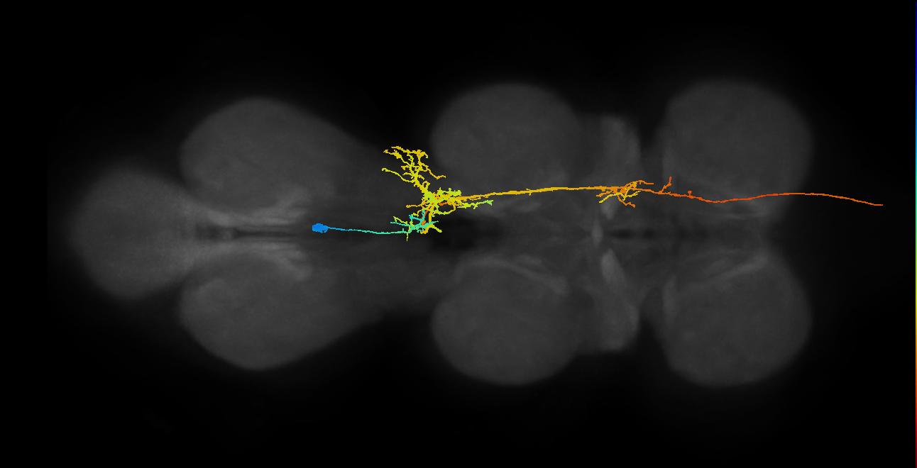 AN02A019_T3_R (MANC:100663) [VFB_jrcv25o7] | Virtual Fly Brain