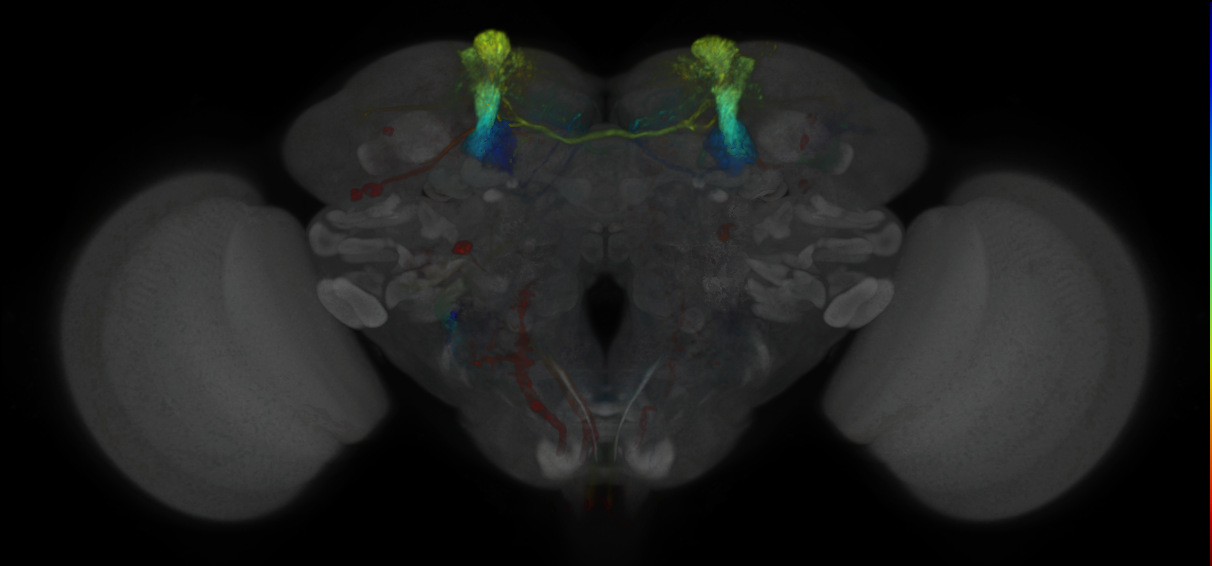 JRC_MB065B in the Adult Brain [VFB_00069192] | Virtual Fly Brain