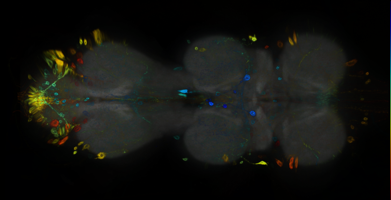 P{GMR92F04-GAL4} expression pattern [VFBexp_FBtp0064079] | Virtual Fly ...