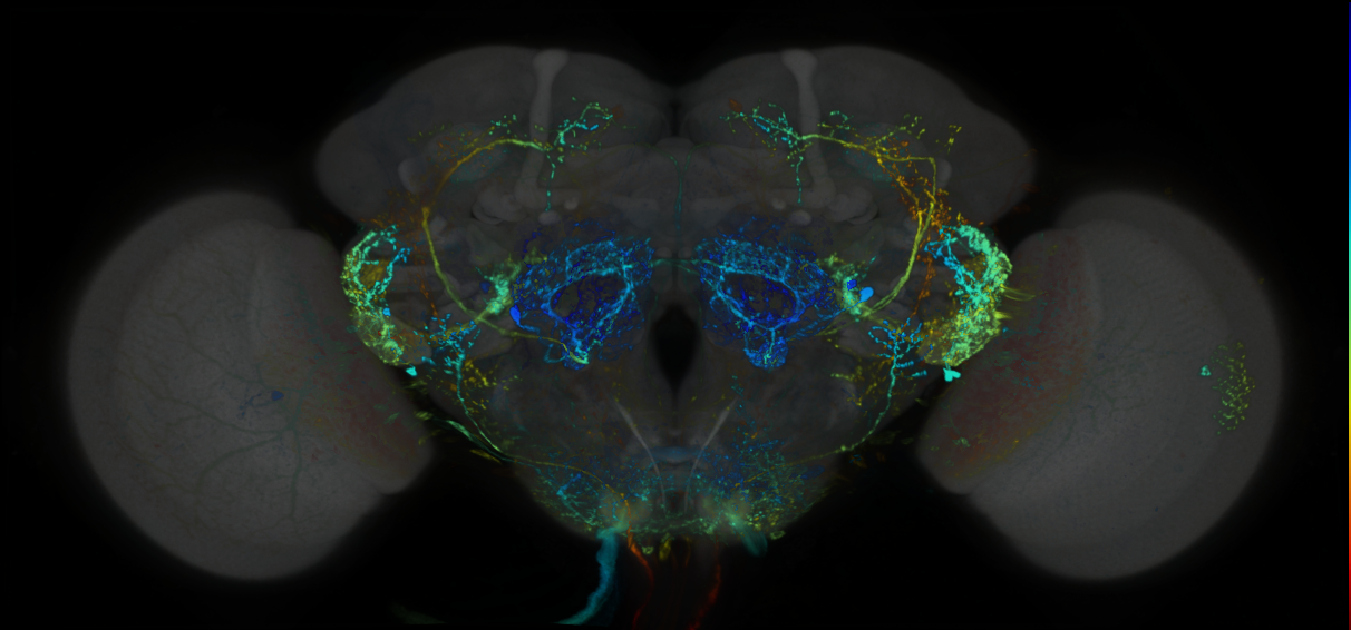 JRC_R38E11_lexA_Brain_20130921 [VFB_00100vci] | Virtual Fly Brain