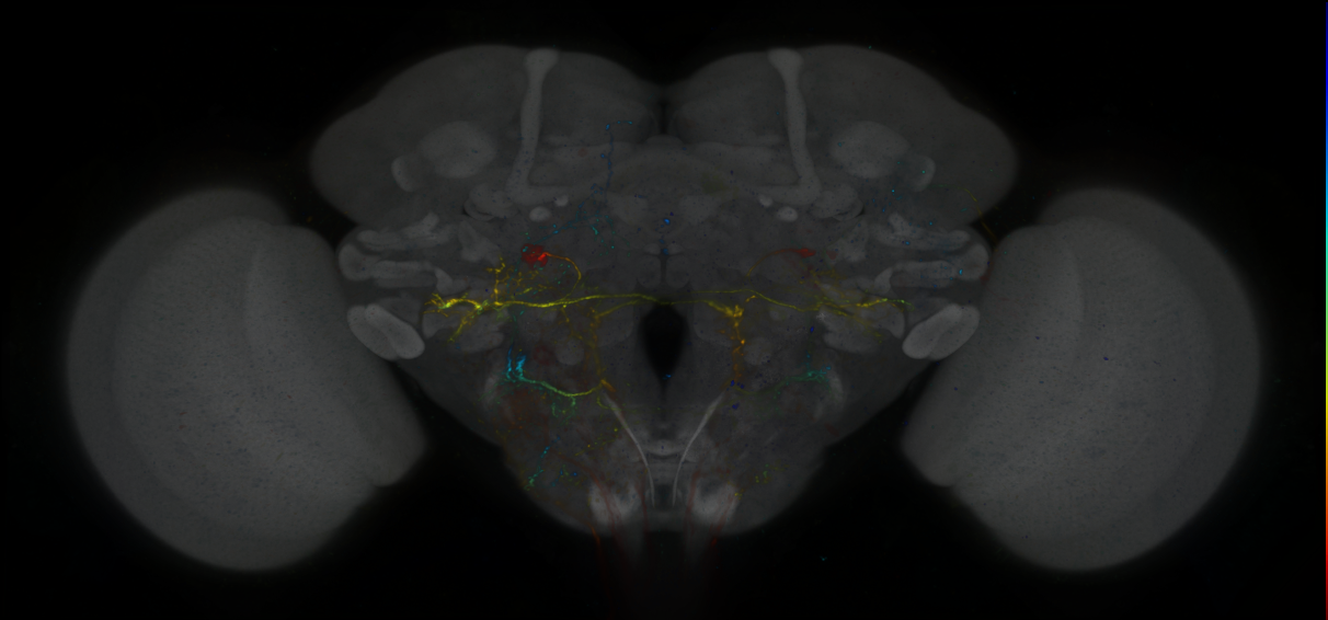 JRC_R81D05_lexA_Brain_20110618 [VFB_00100vvb] | Virtual Fly Brain