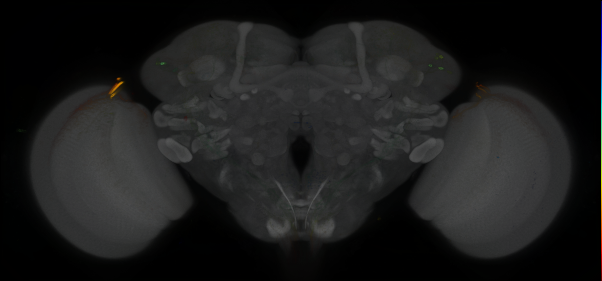 JRC_R15A01_GAL4_Brain_20100814 [VFB_00100way] | Virtual Fly Brain