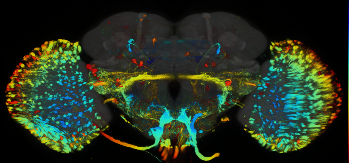 JRC_R22B01_GAL4_Brain_20100326 [VFB_00100wsd] | Virtual Fly Brain