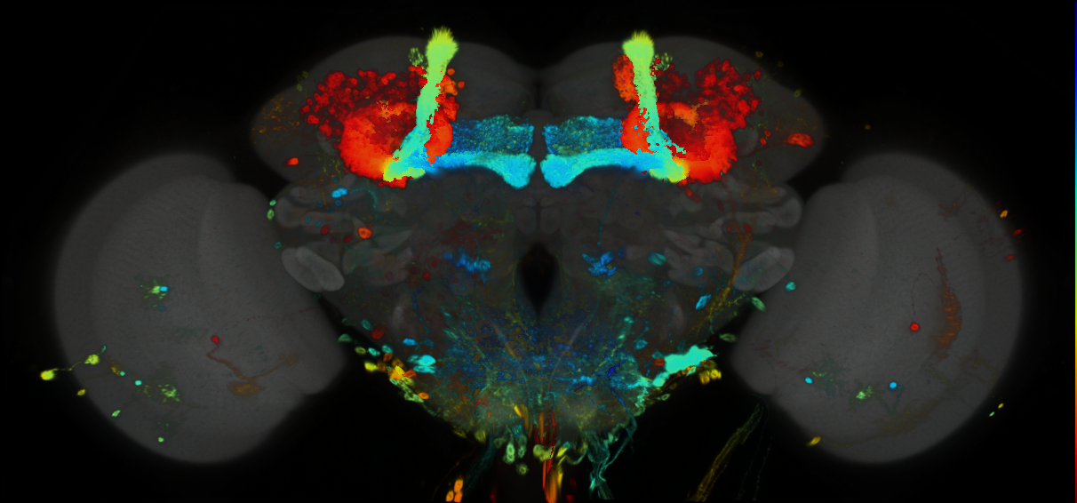 JRC_R31G08_GAL4_Brain_20100116 [VFB_00100xgg] | Virtual Fly Brain