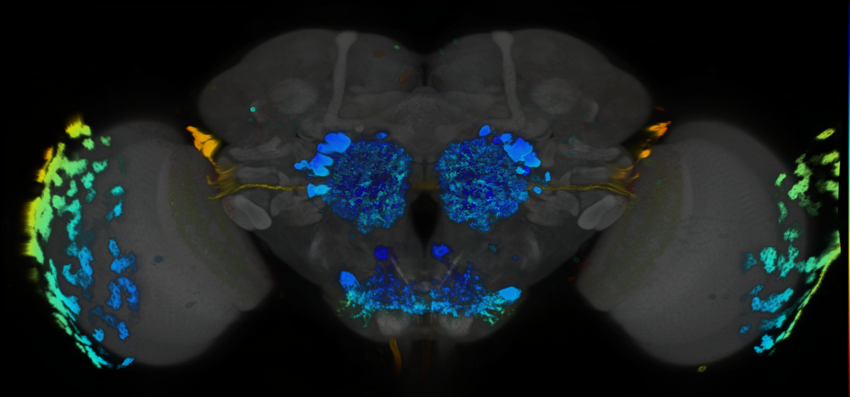JRC_R38C07_GAL4_Brain_20100410 [VFB_00100xvd] | Virtual Fly Brain
