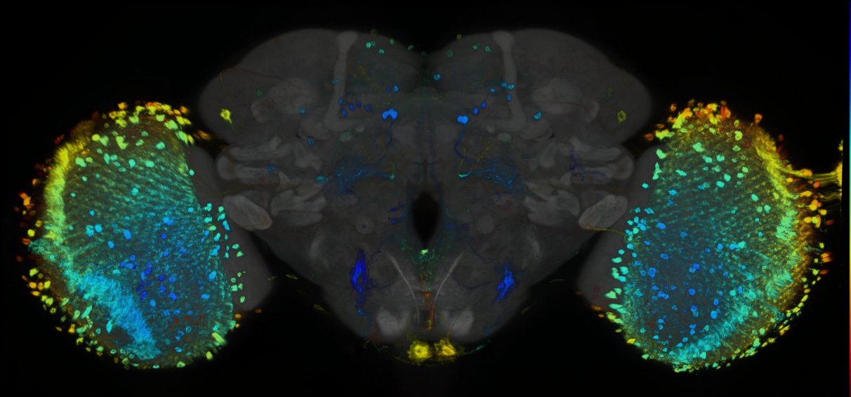 JRC_R40H07_GAL4_Brain_20100617 [VFB_00100y1p] | Virtual Fly Brain