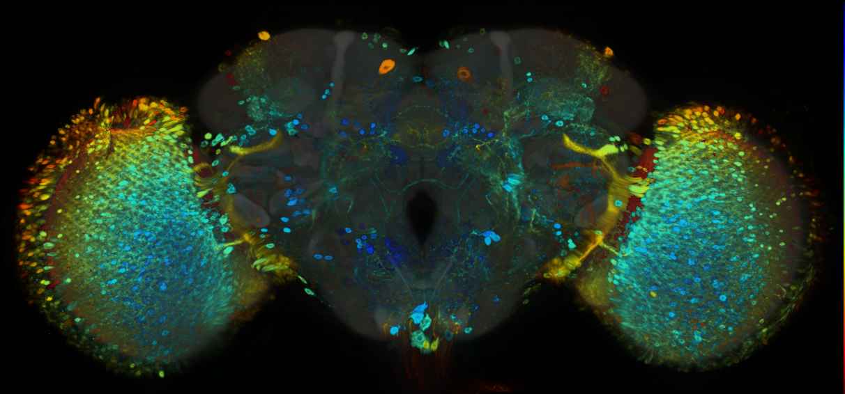 JRC_R46A05_GAL4_Brain_20100623 [VFB_00100ycs] | Virtual Fly Brain