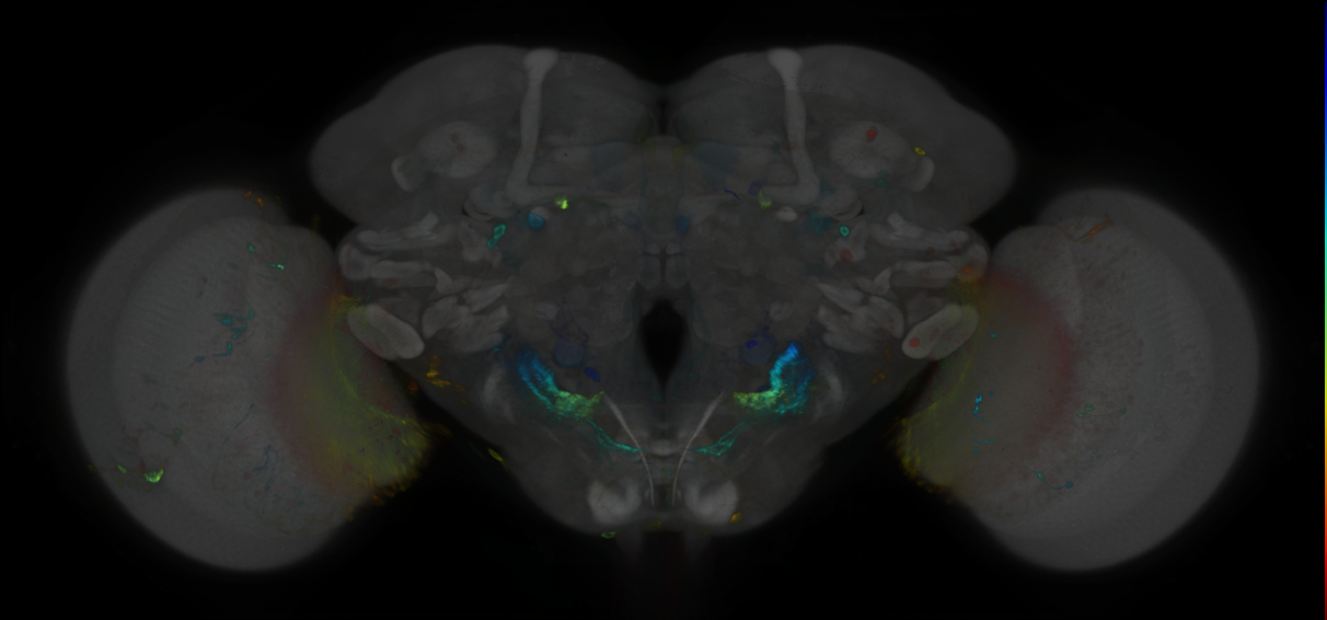 JRC_R53E03_GAL4_Brain_20110210 [VFB_00100yuy] | Virtual Fly Brain