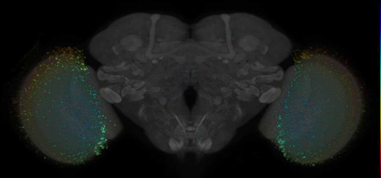 JRC_R76B03_GAL4_Brain_20100730 [VFB_00100zxu] | Virtual Fly Brain
