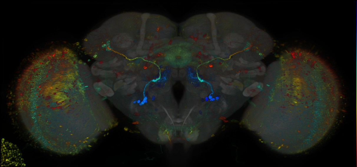 JRC_R77C09_GAL4_Brain_20100127 [VFB_0010100f] | Virtual Fly Brain