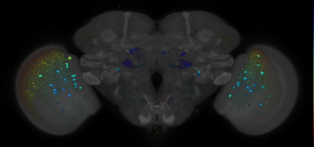 JRC_R80A09_GAL4_Brain_20100518 [VFB_0010108v] | Virtual Fly Brain