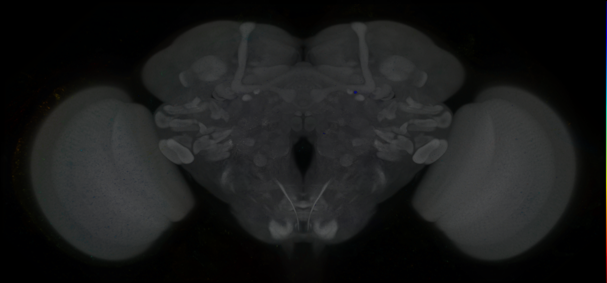 JRC_R85E08_GAL4_Brain_20100728 [VFB_001010ly] | Virtual Fly Brain