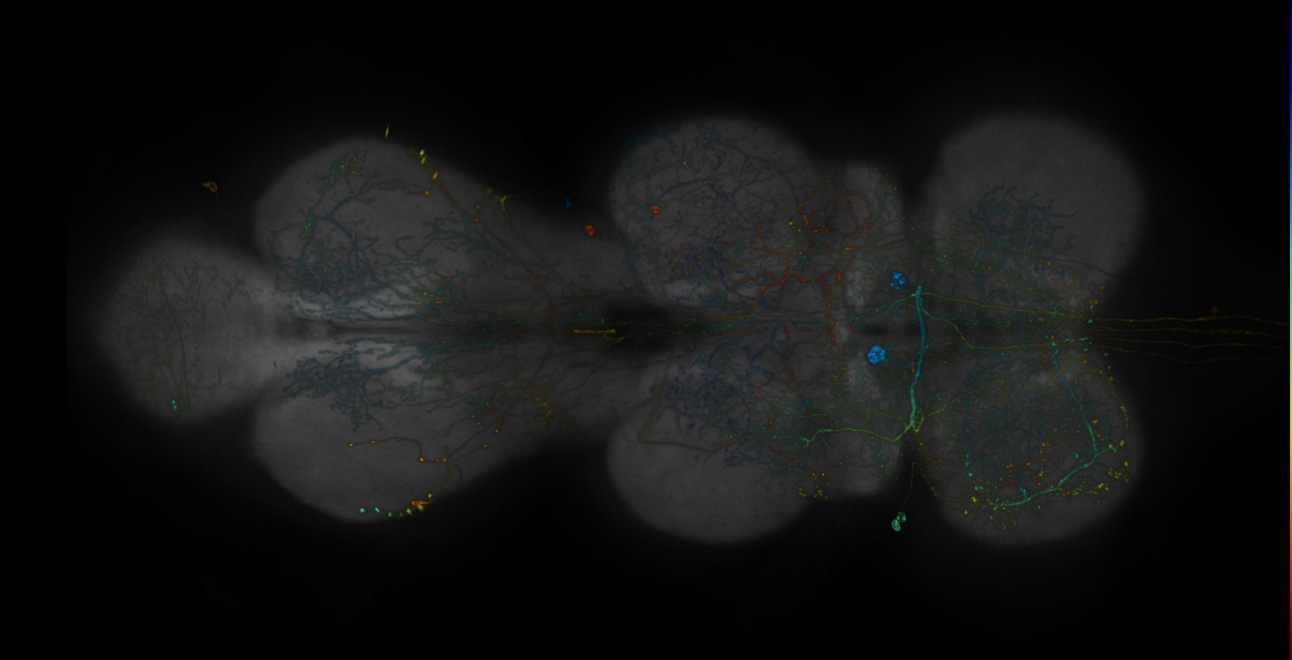 JRC_R79C09-GAL4_MCFO_VNC_20181102_61_F2_40x [VFB_001020a0] | Virtual ...