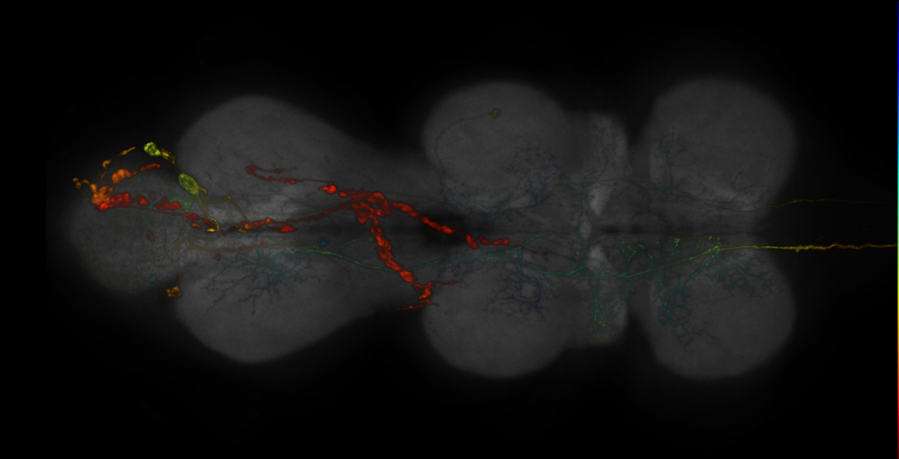 JRC_R40F04-GAL4_MCFO_VNC_20190305_63_H1_40x [VFB_001023y7] | Virtual ...