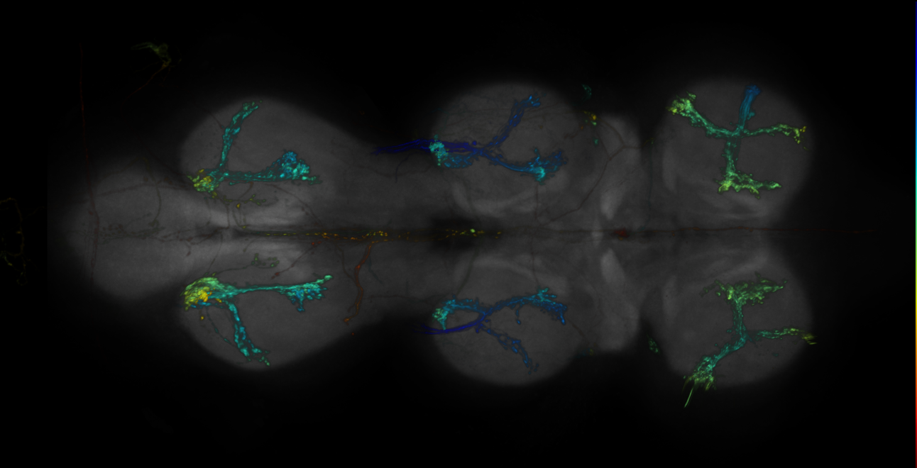 JRC_R75G05-GAL4_MCFO_VNC_20190618_64_D5_40x [VFB_0010279e] | Virtual ...