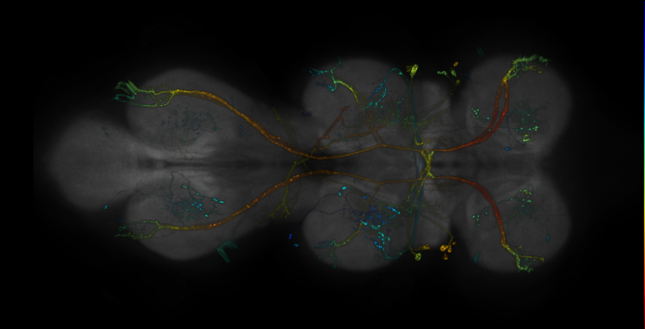 JRC_R77B09-GAL4_MCFO_VNC_20190618_64_G5_40x [VFB_0010279q] | Virtual ...
