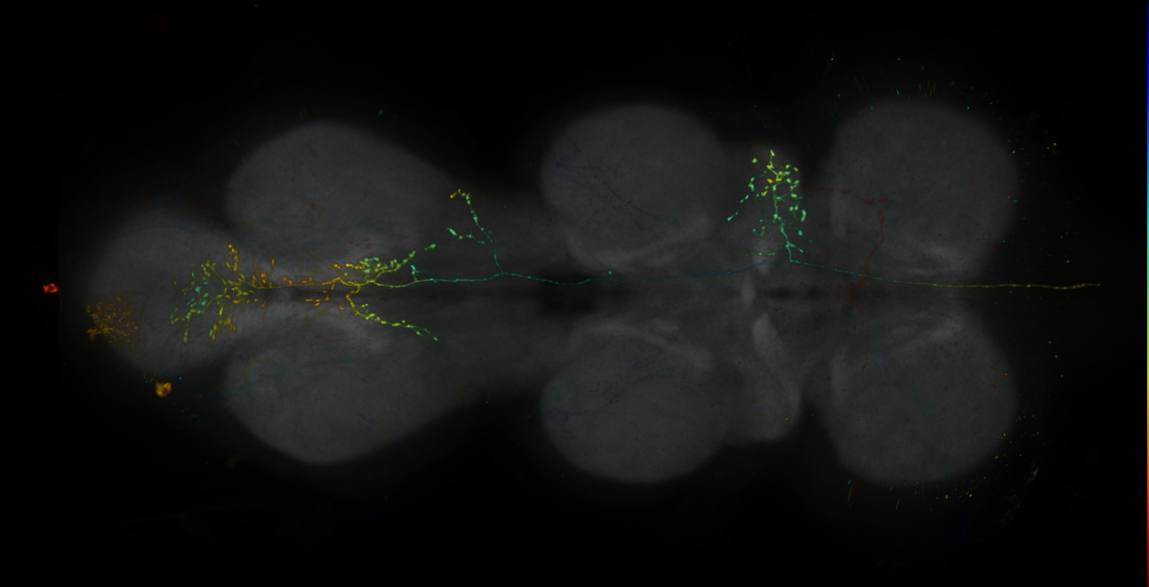 JRC_R79B04-GAL4_MCFO_VNC_20190618_64_H2_40x [VFB_0010279r] | Virtual ...