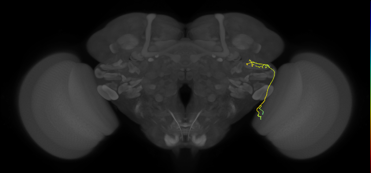 LC16 (FlyEM-HB:1288893591) [VFB_jrchjxln] | Virtual Fly Brain