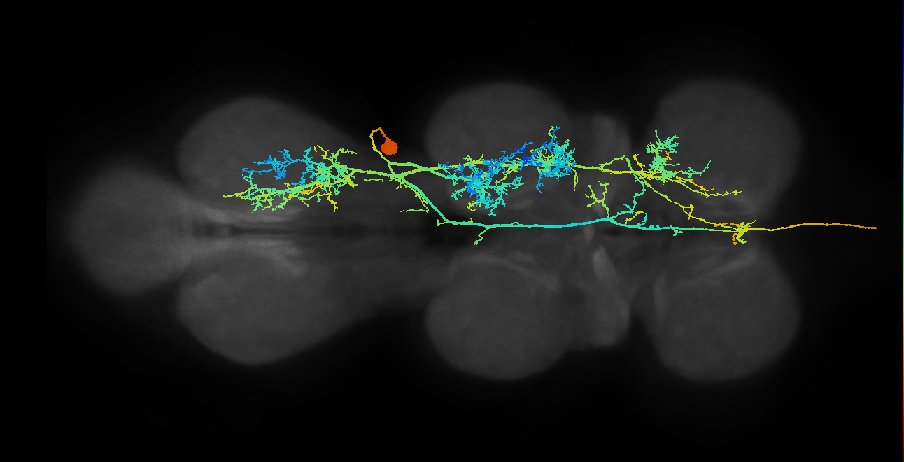 AN17A014_T3_R (MANC:10726) [VFB_jrcv089y] | Virtual Fly Brain