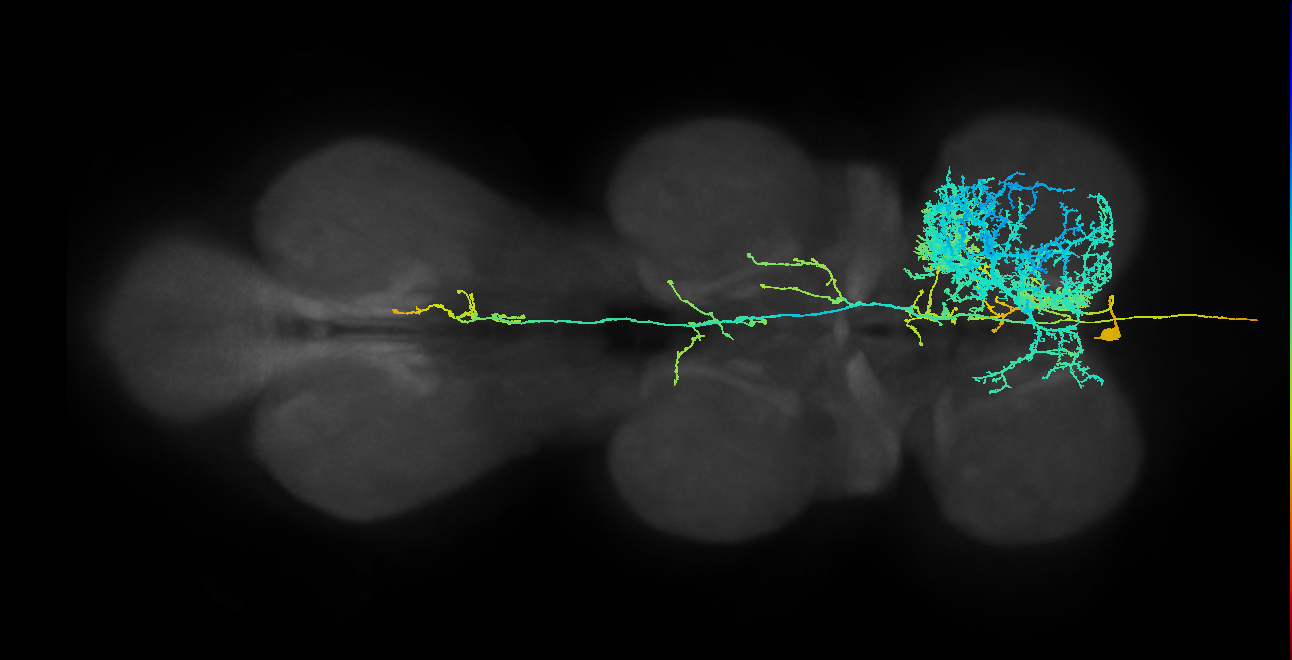 AN17A012_T1_R (MANC:11036) [VFB_jrcv08ik] | Virtual Fly Brain