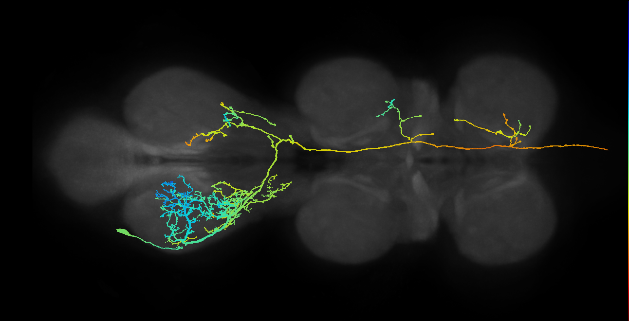 AN08B020_T3_L (MANC:12441) [VFB_jrcv09ll] | Virtual Fly Brain