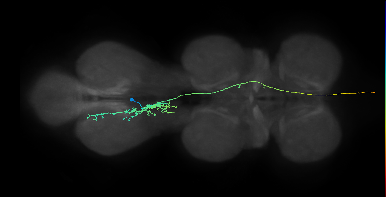 AN10B010_T3_L (MANC:23679) [VFB_jrcv0i9r] | Virtual Fly Brain